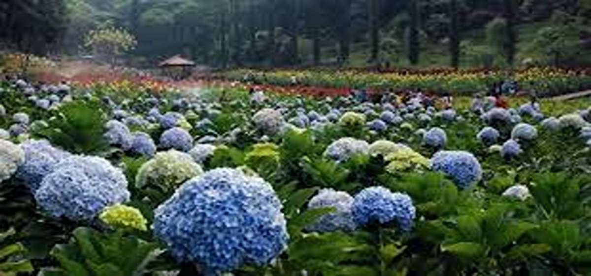 Instagramable dan Cantik! Rekomendasi Wisata Taman Bunga Viral di ...